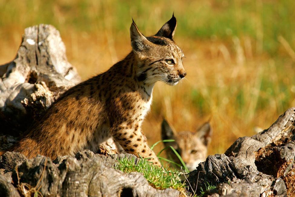 Animals of the Iberian Peninsula - Fauna of Spain