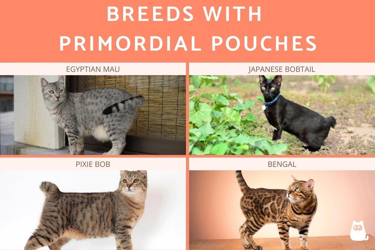 My Cat Has a Fat Pouch on Its Belly - Primordial Pouches in Cats