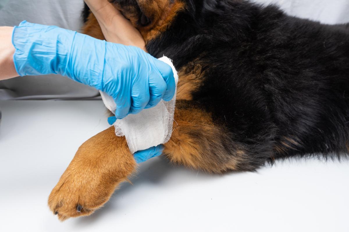 Home Treatment for Dog Wounds - Easy-to-Follow Guide