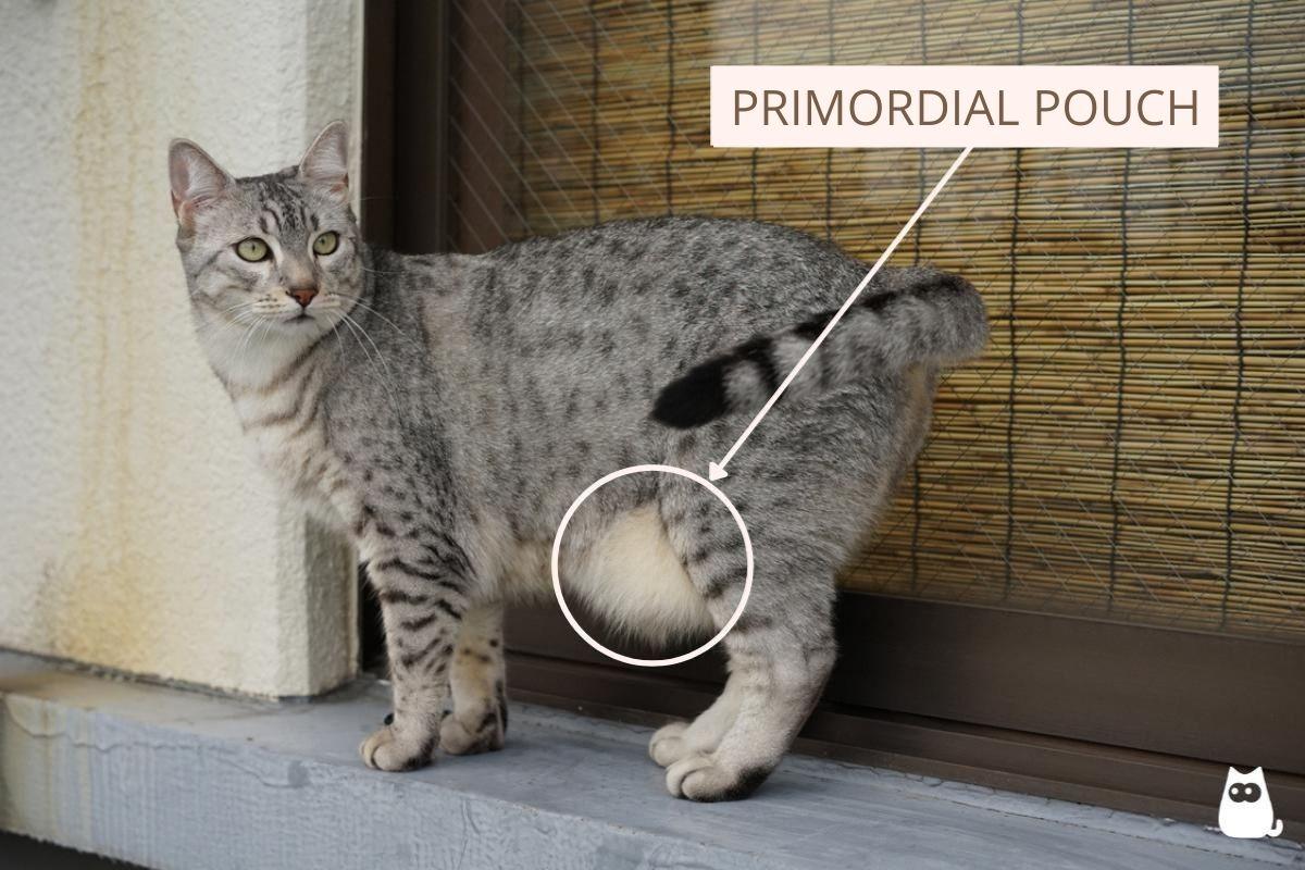 My Cat Has a Fat Pouch on Its Belly - Primordial Pouches in Cats
