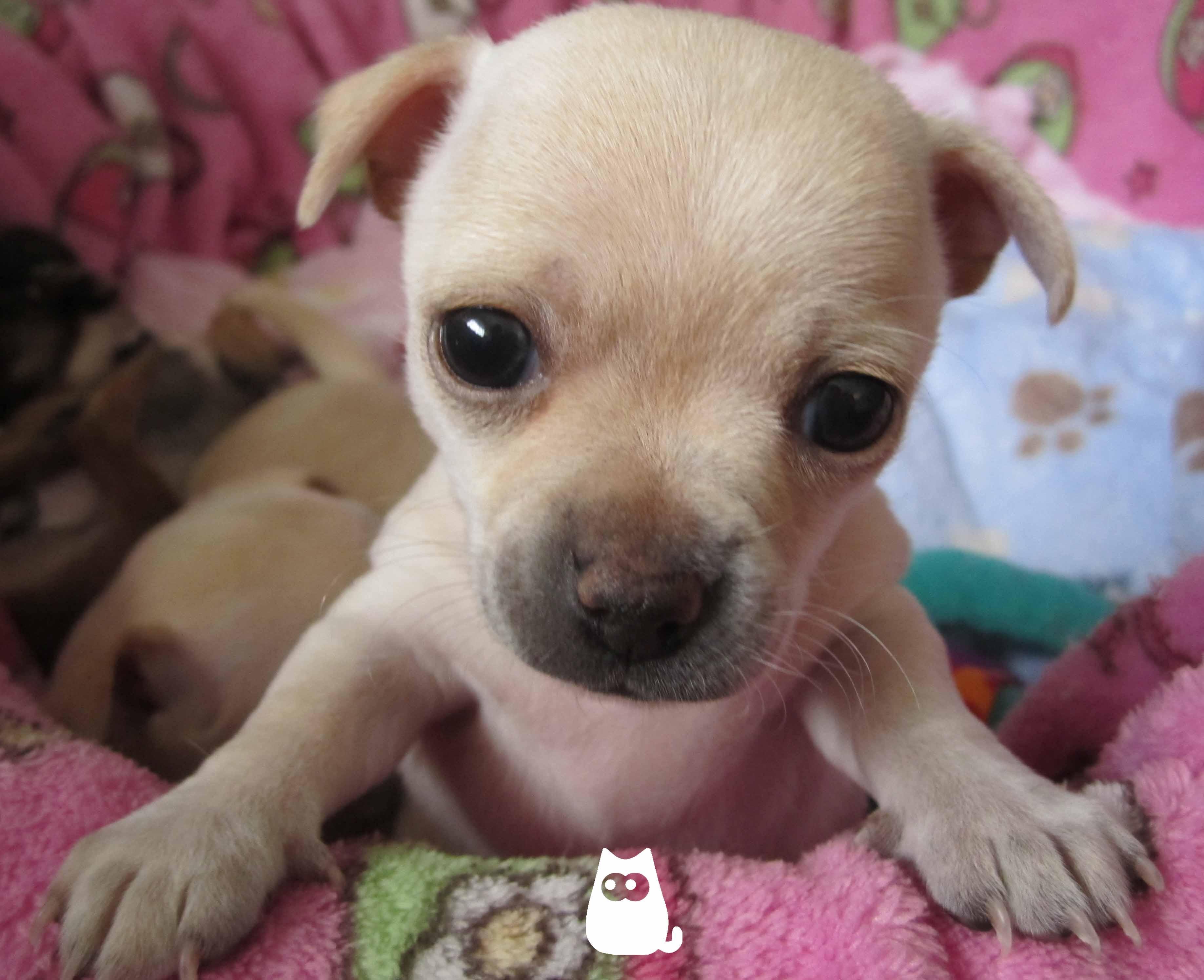 When Do Puppies Open Their Eyes Fully? - Altriciality in Dogs