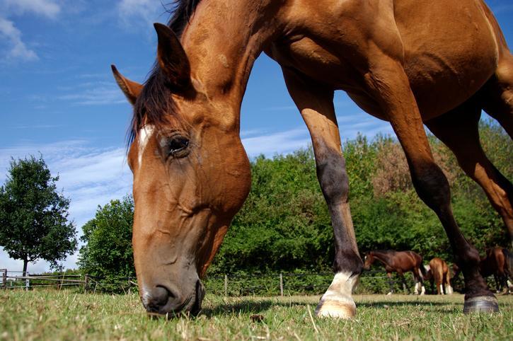 Why Do Horses Eat Their Own Manure? - Most Common Causes and Solutions
