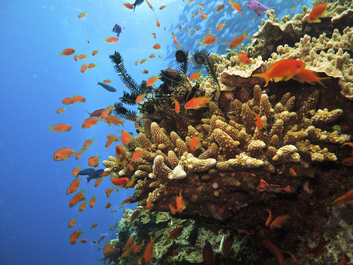 Endangered Animals in the Great Barrier Reef