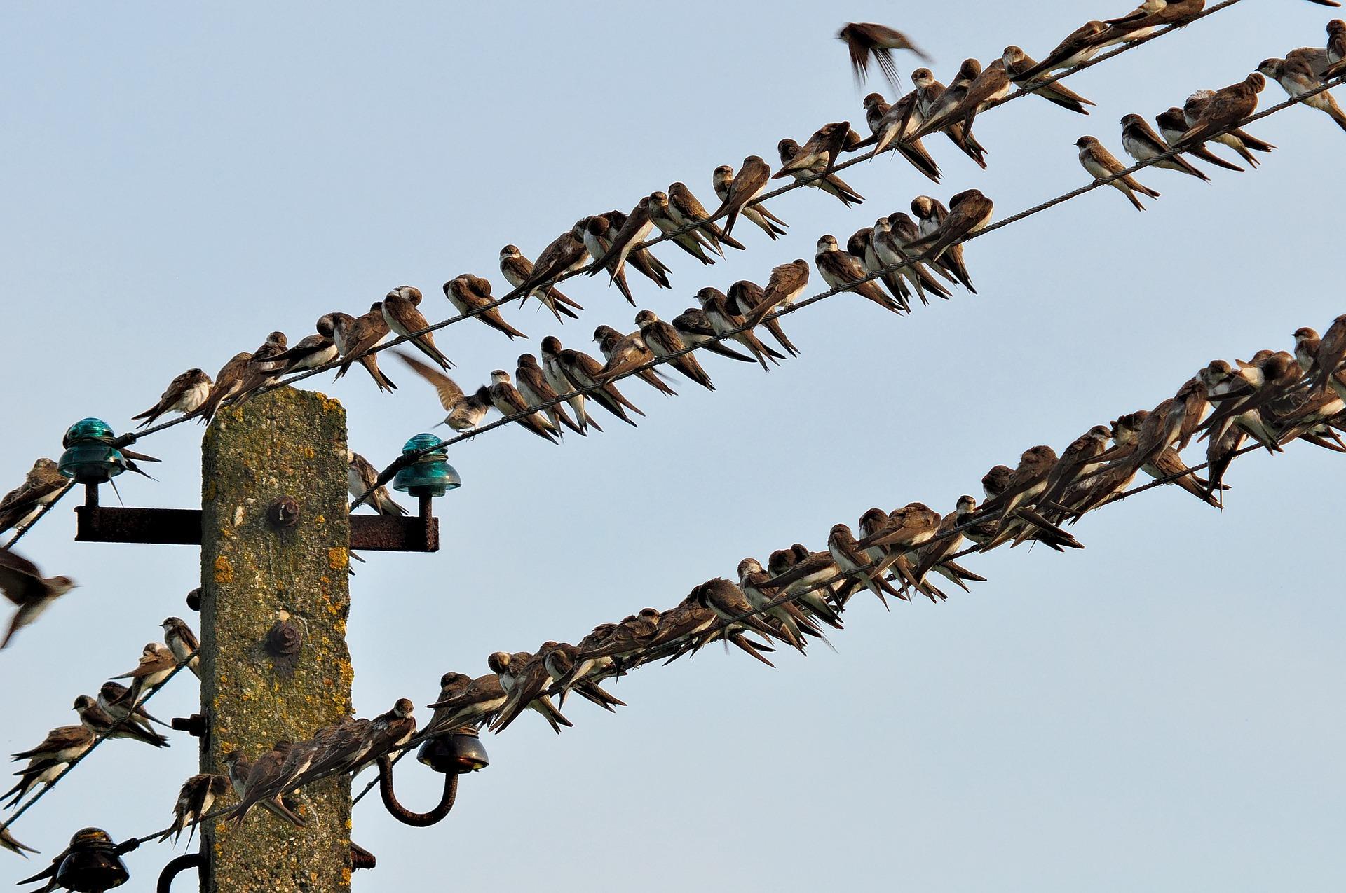 Where Do Swallow Birds Sleep? - Roosting and Nesting Habits of Swallow ...