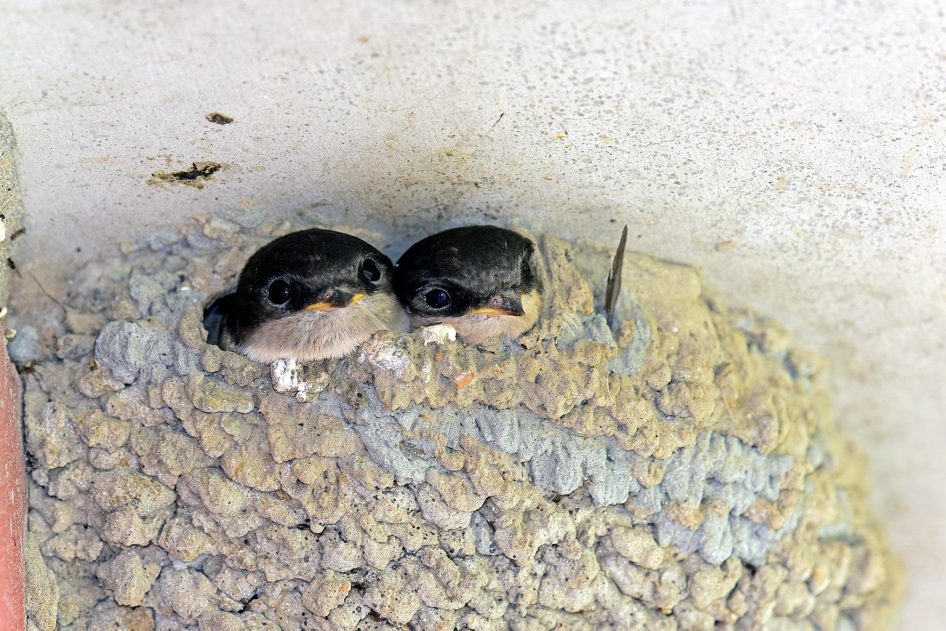 Where Do Swallow Birds Sleep? - Roosting and Nesting Habits of Swallow ...
