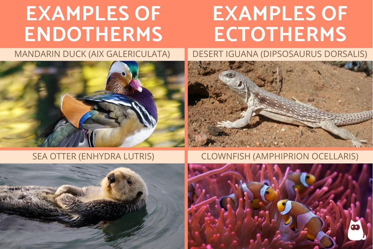 Endothermic vs. Ectothermic Animals - A Comparative Guide