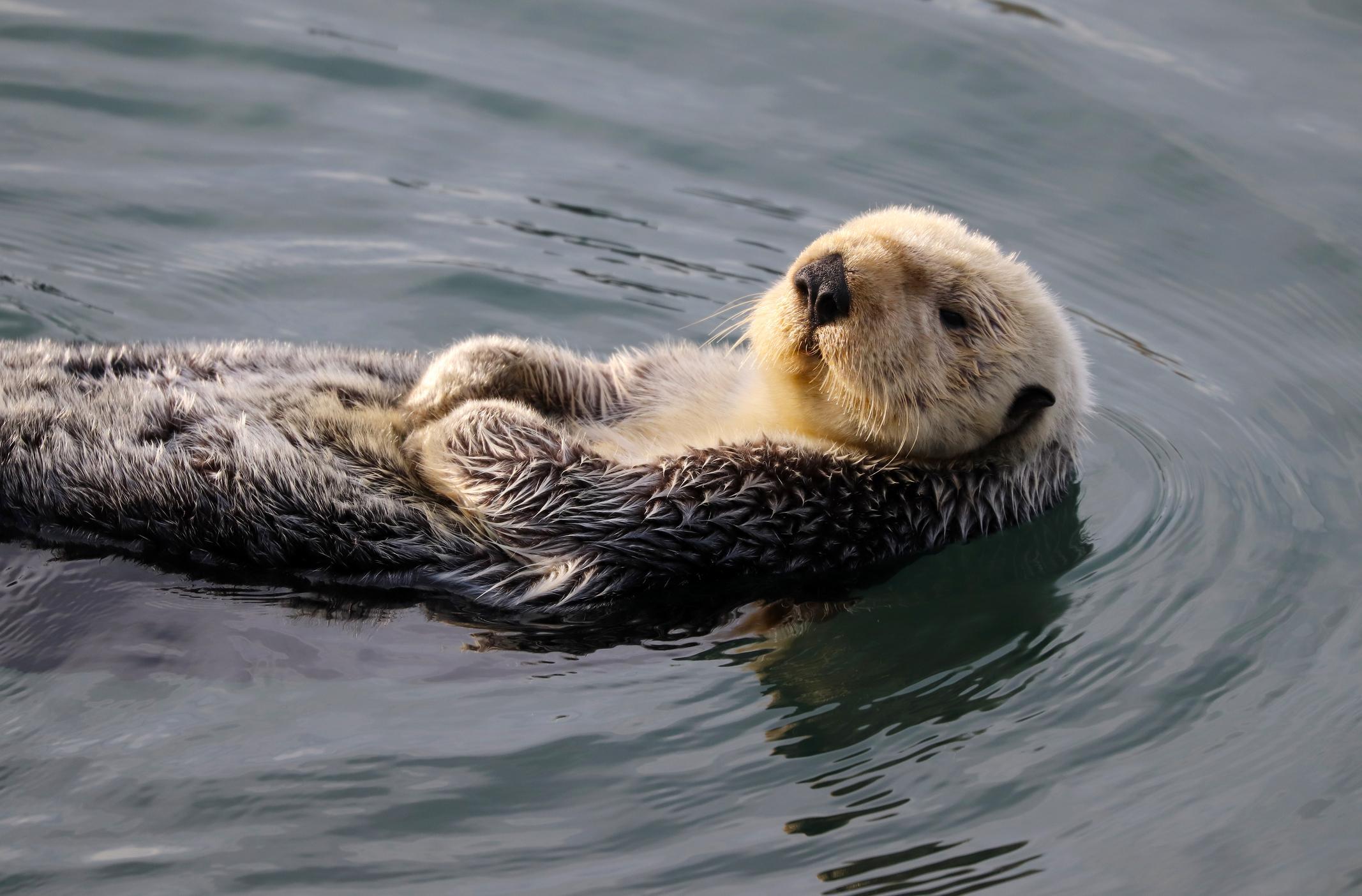 Endothermic vs. Ectothermic Animals - A Comparative Guide