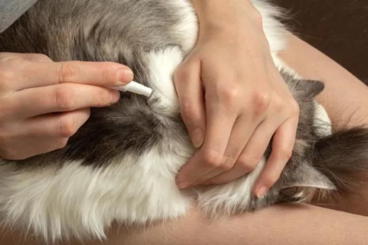 Broadline for Cats - Dossage, Use, Side Effects and Contraindications