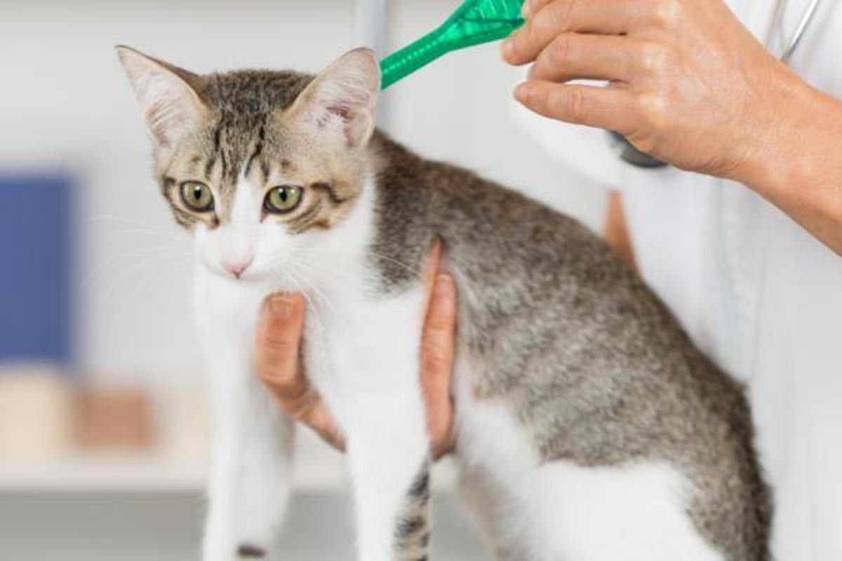 Broadline for Cats - Dossage, Use, Side Effects and Contraindications