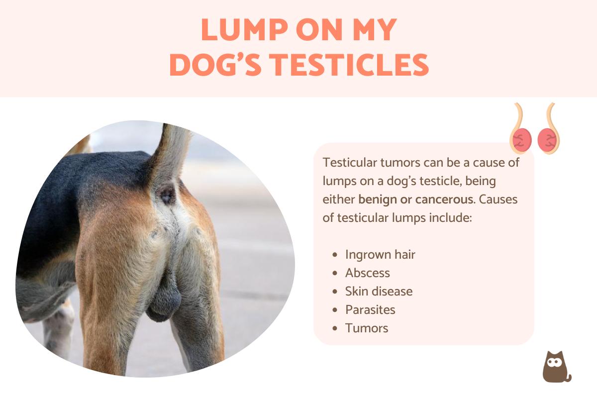 Lump on My Dog's Testicle Causes - Canine Testicular Tumors