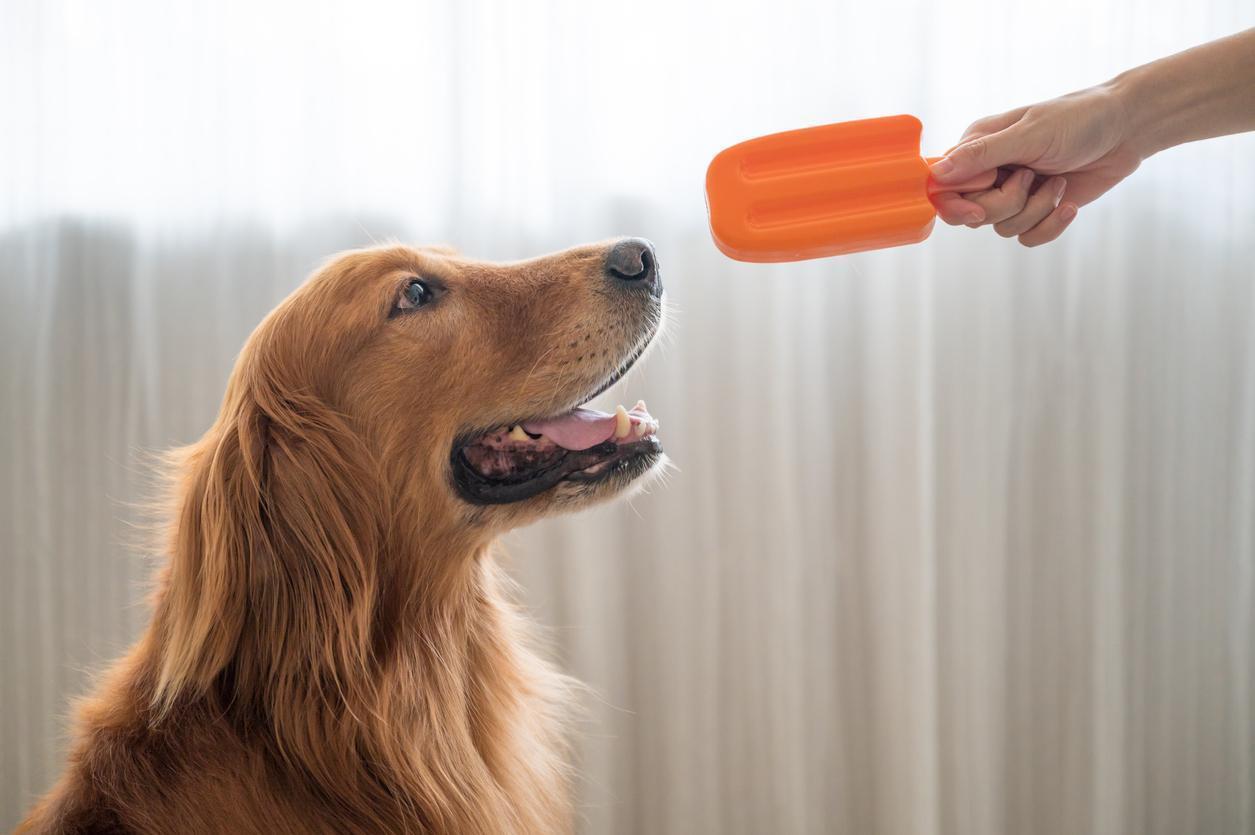 10 Common Foods That Can Cause Diarrhea in Dogs