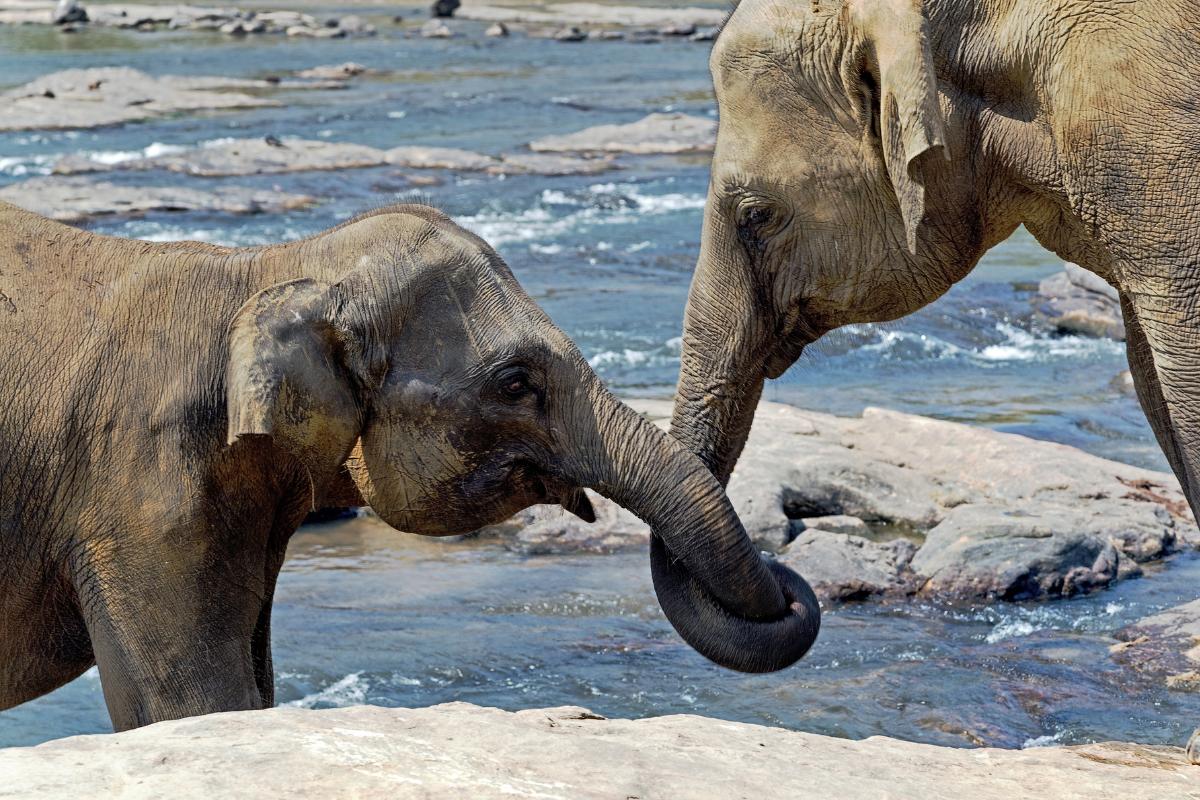 Elephant Reproduction - How They Mate, Give Birth & Raise Calves