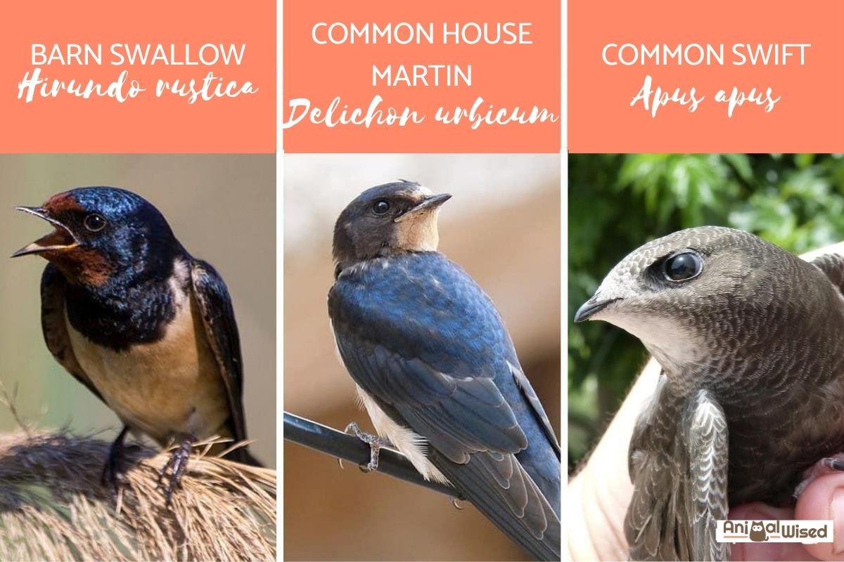 The Difference Between Swallows, Swifts and Martins - With Photos