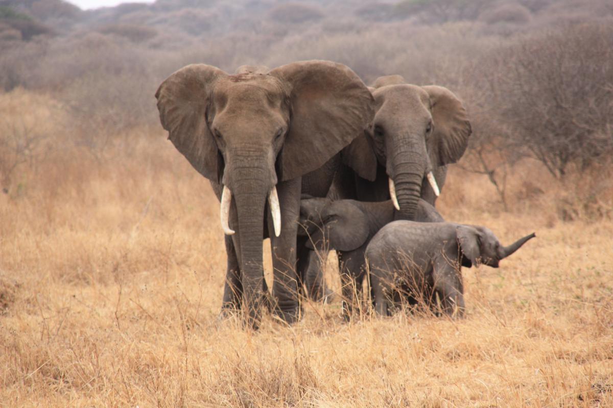 Elephant Reproduction - How They Mate, Give Birth & Raise Calves