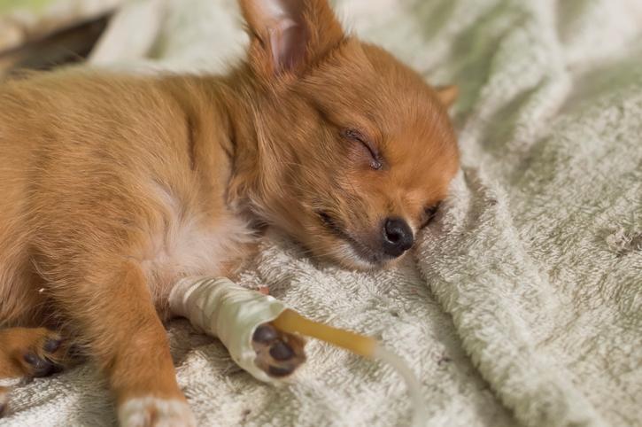 Signs My Dog Is Dehydrated - Causes and Treatment