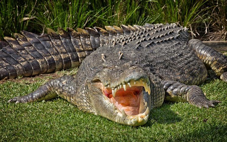 The 8 Most Dangerous Reptiles in the World - Dealiest Reptiles List ...