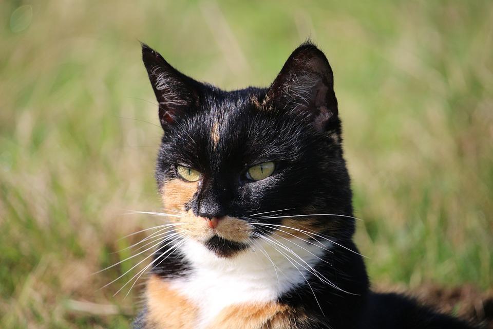 Purebred vs. Mixed Breed Cats - Advantages and Disadvantages