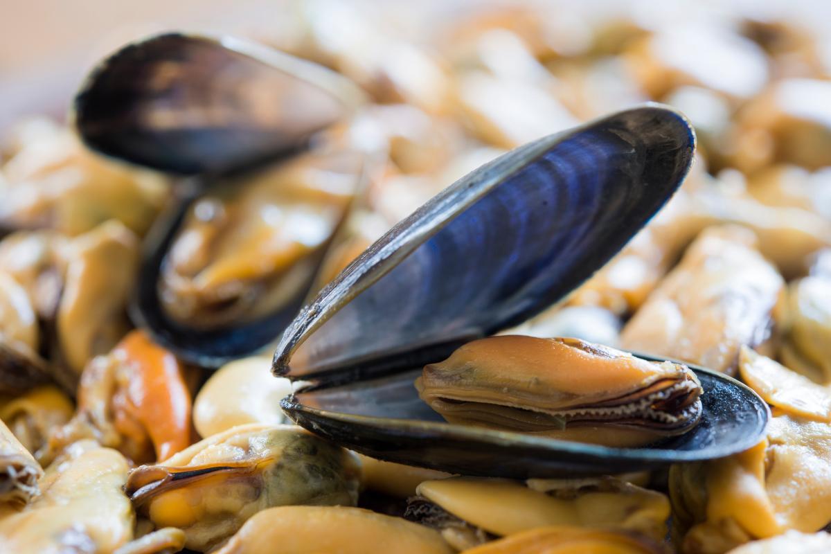 Can Dogs Eat Mussels? - Cooked and Raw