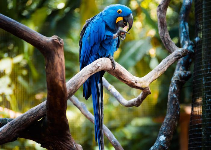 Are Blue Macaws in Danger of Extinction? - Conservation Status in 2021