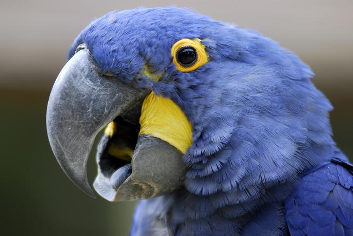 Are Blue Macaws in Danger of Extinction? - Conservation Status in 2021