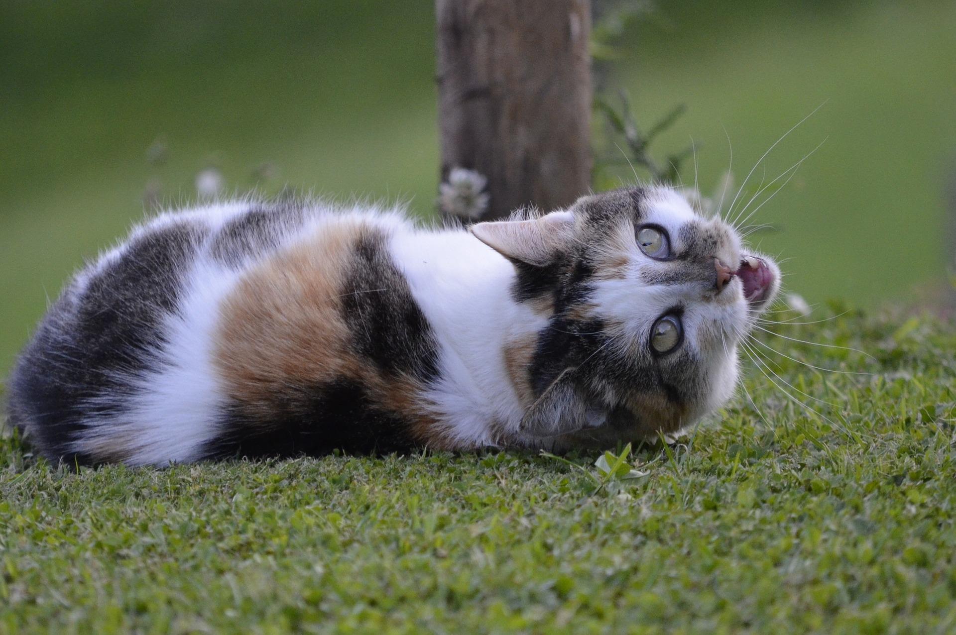 Why do Cats Roll on the Ground? - Reasons Behind This Cat Behaviour