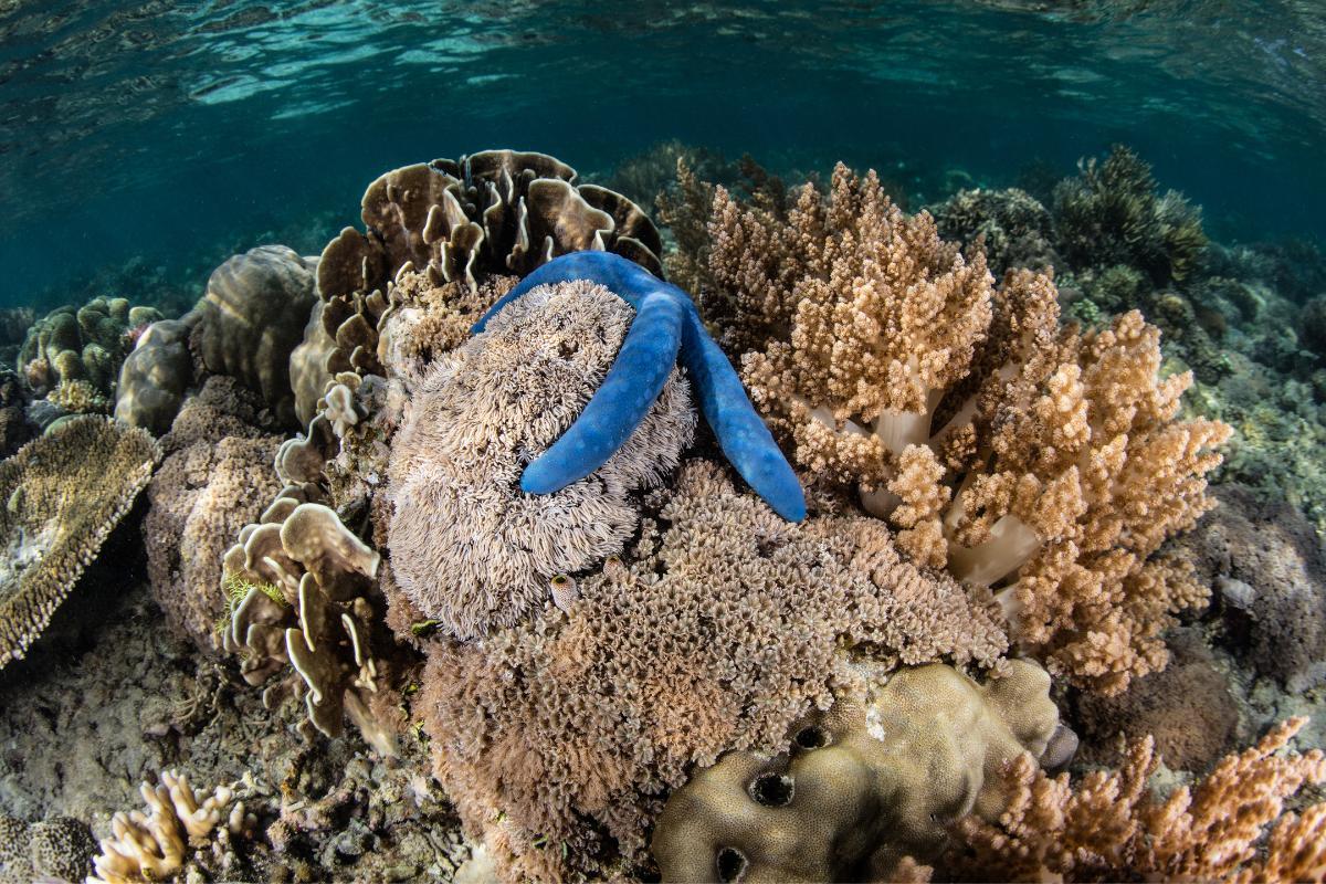 Where Do Starfish Live? - Types of Starfish Habitat