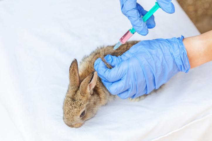 Ivermectin for Rabbits - What is it used for?