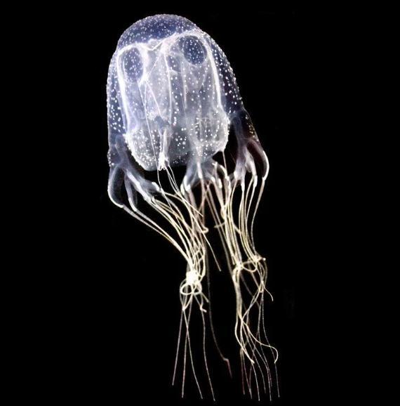The 10 World's Most Dangerous Jellyfish - Photos and Facts