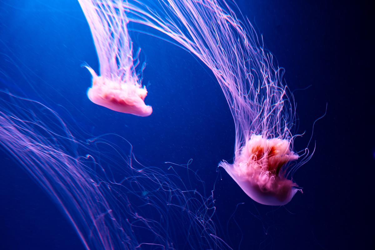 The 10 World's Most Dangerous Jellyfish - Photos and Facts