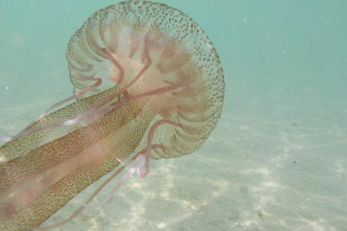 The 10 World's Most Dangerous Jellyfish - Photos and Facts