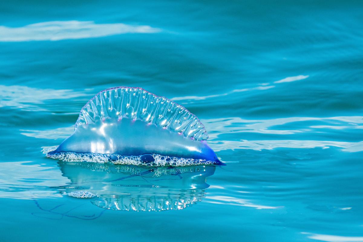 The 10 World's Most Dangerous Jellyfish - Photos and Facts