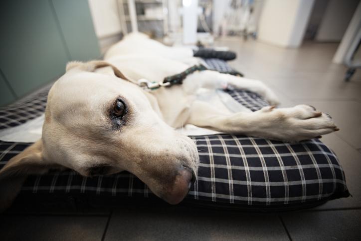 Sepsis in Dogs - SEPTICEMINA - Symptoms, Treatment And Contagion