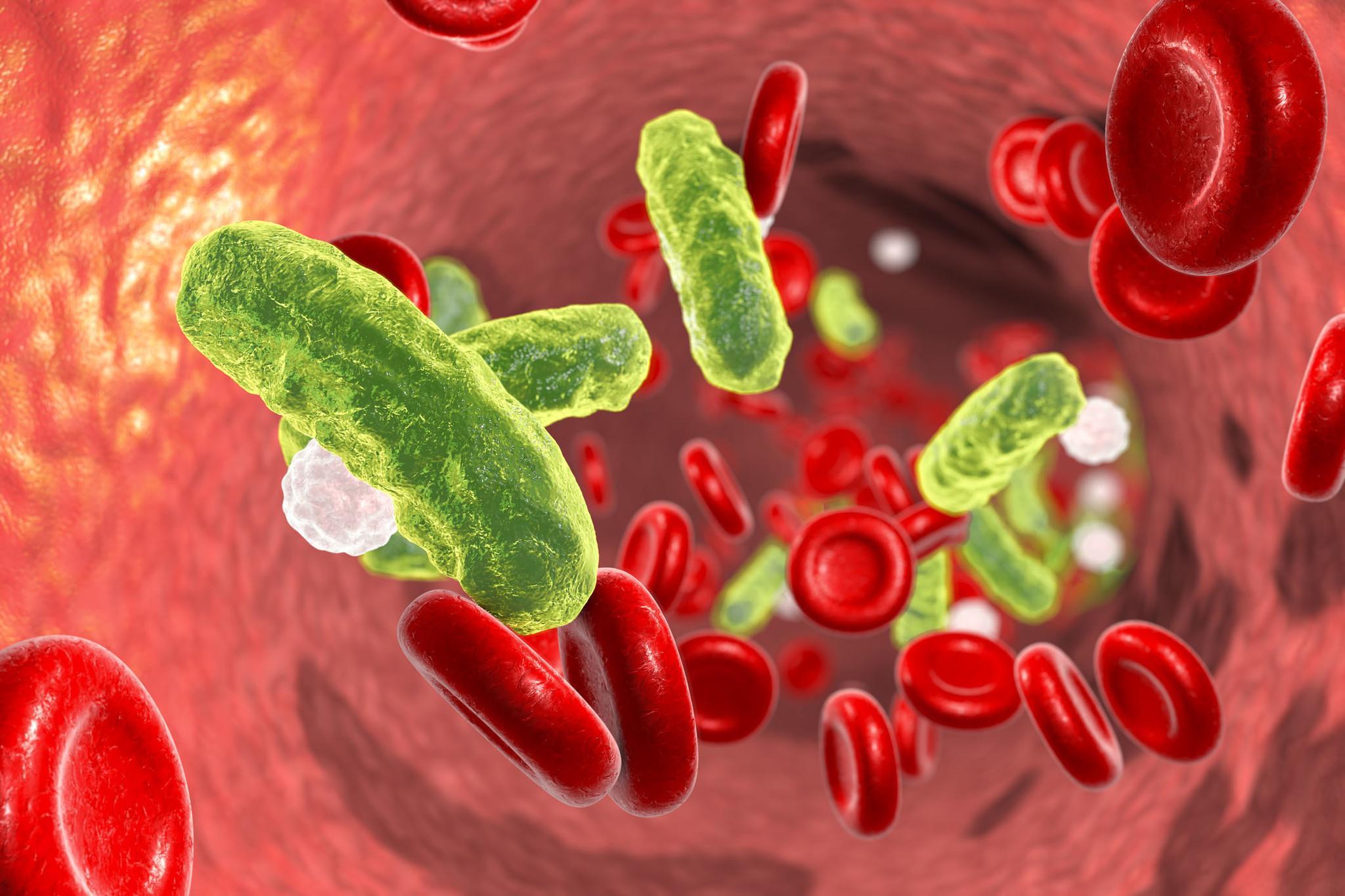 Sepsis in Dogs - SEPTICEMINA - Symptoms, Treatment And Contagion
