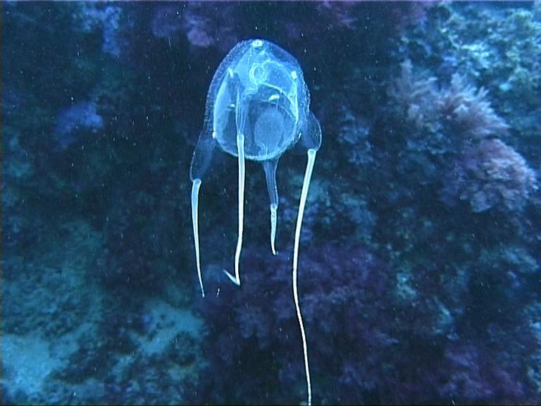 The 10 World's Most Dangerous Jellyfish - Photos and Facts