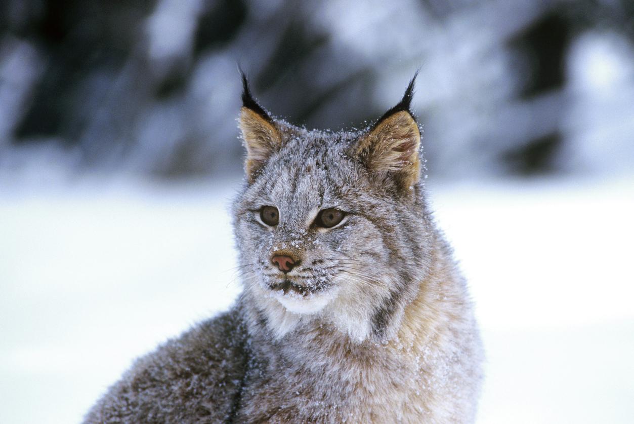 Native Animals of Idaho