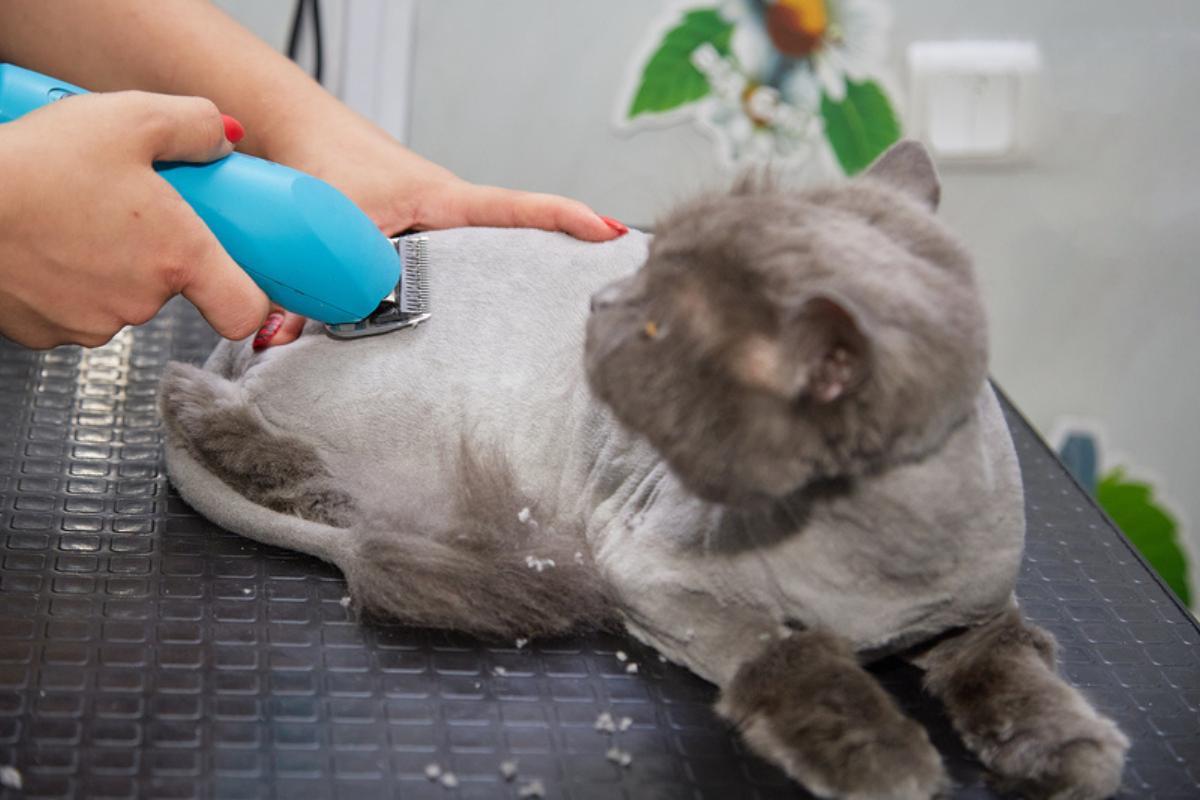 Are Cat Haircuts a Good Idea? - Cutting, Shaving or Trimming a Cat's Hair