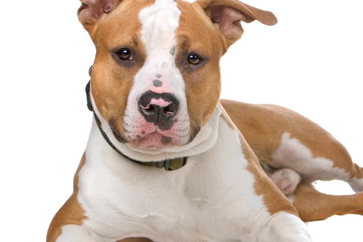 Common Dog Nose Skin Diseases - Nasal Skin Problems