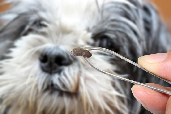 What Is Ivermectin for Dogs? - Dosage and Side Effects