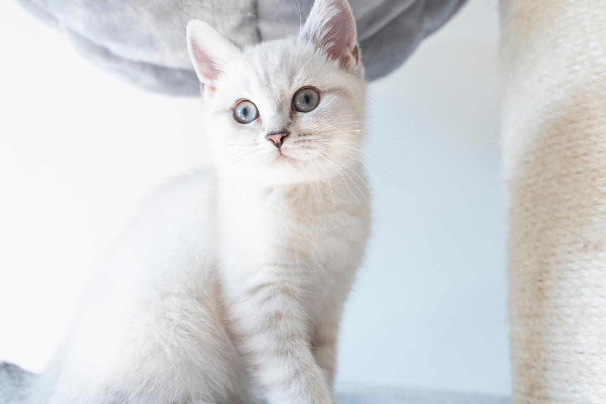 10 White Cats With Blue Eyes - Breeds and Photos