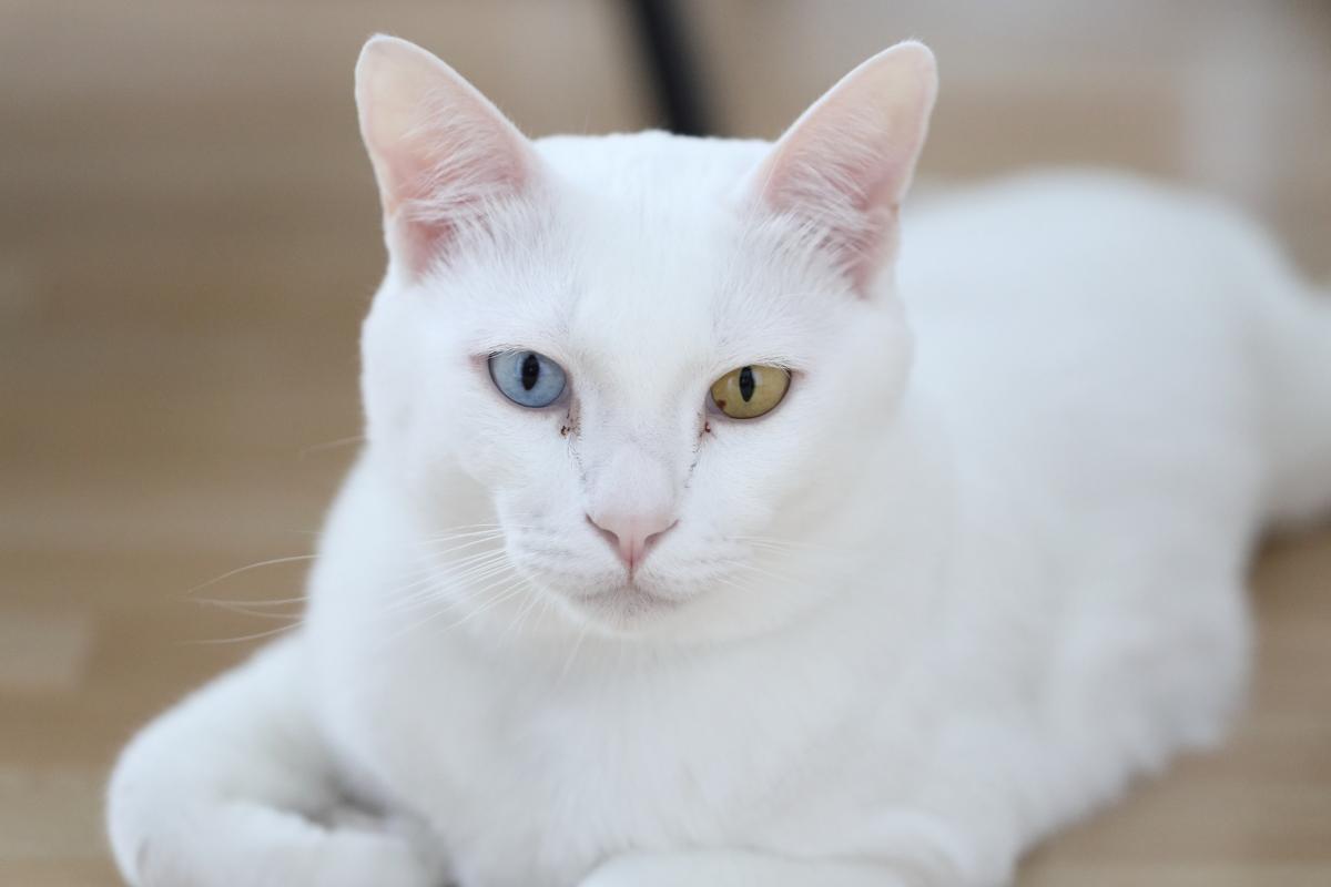 10 White Cats With Blue Eyes - Breeds and Photos