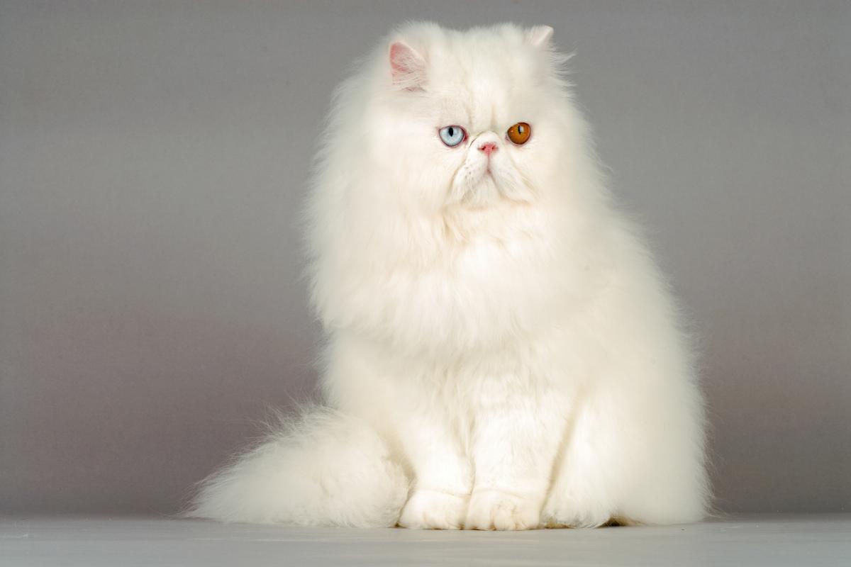 10 White Cats With Blue Eyes - Breeds and Photos