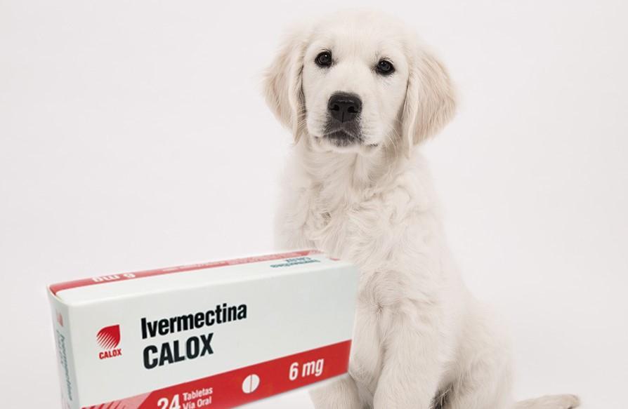 What Is Ivermectin for Dogs? - Dosage and Side Effects