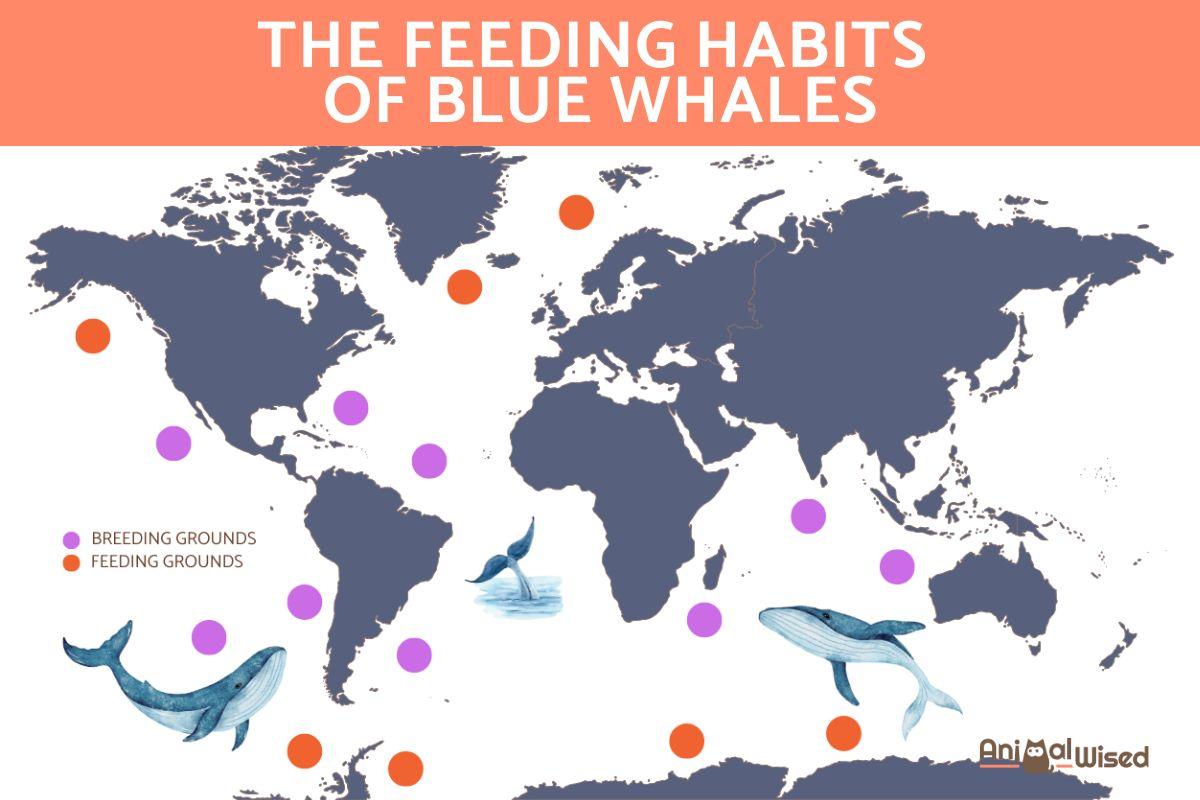 The Feeding Habits of Blue Whales - Diet, Strategy, and Behavior