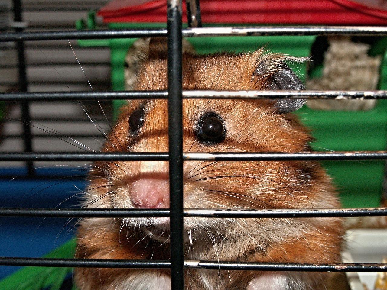 Why Does My Hamster Bite Its Cage? - Causes and Prevention