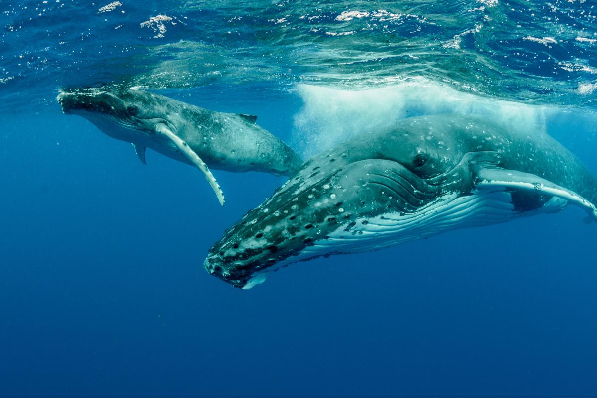 The Feeding Habits of Blue Whales - Diet, Strategy, and Behavior