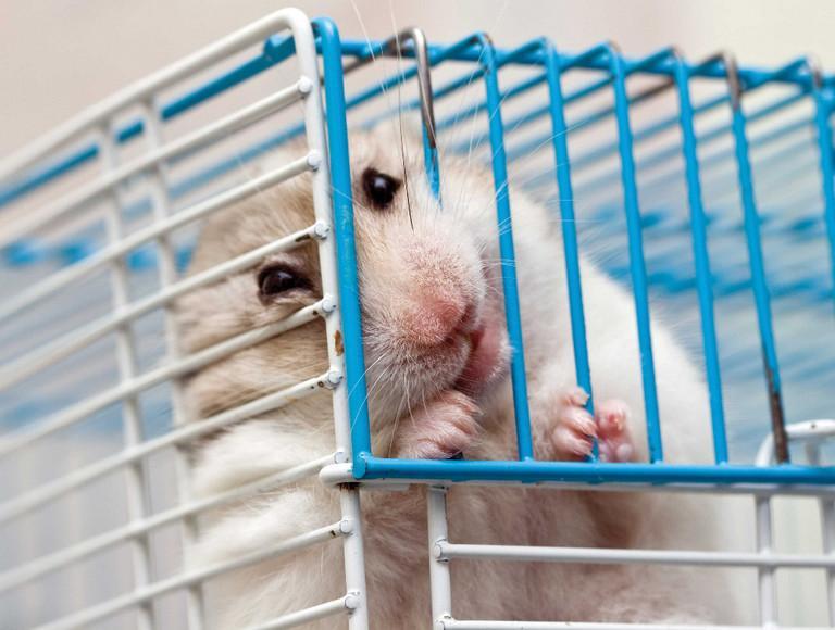 Why Does My Hamster Bite Its Cage? - Causes and Prevention