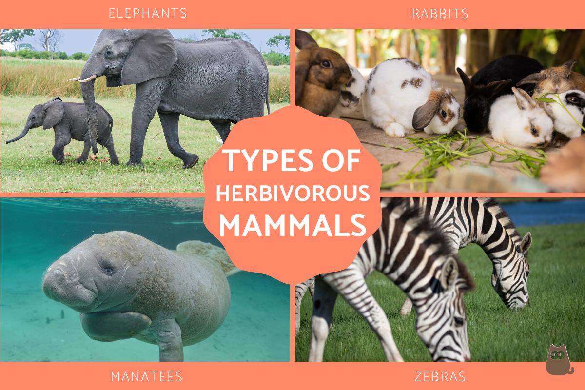 Herbivorous Mammals - Definition and Types With Examples