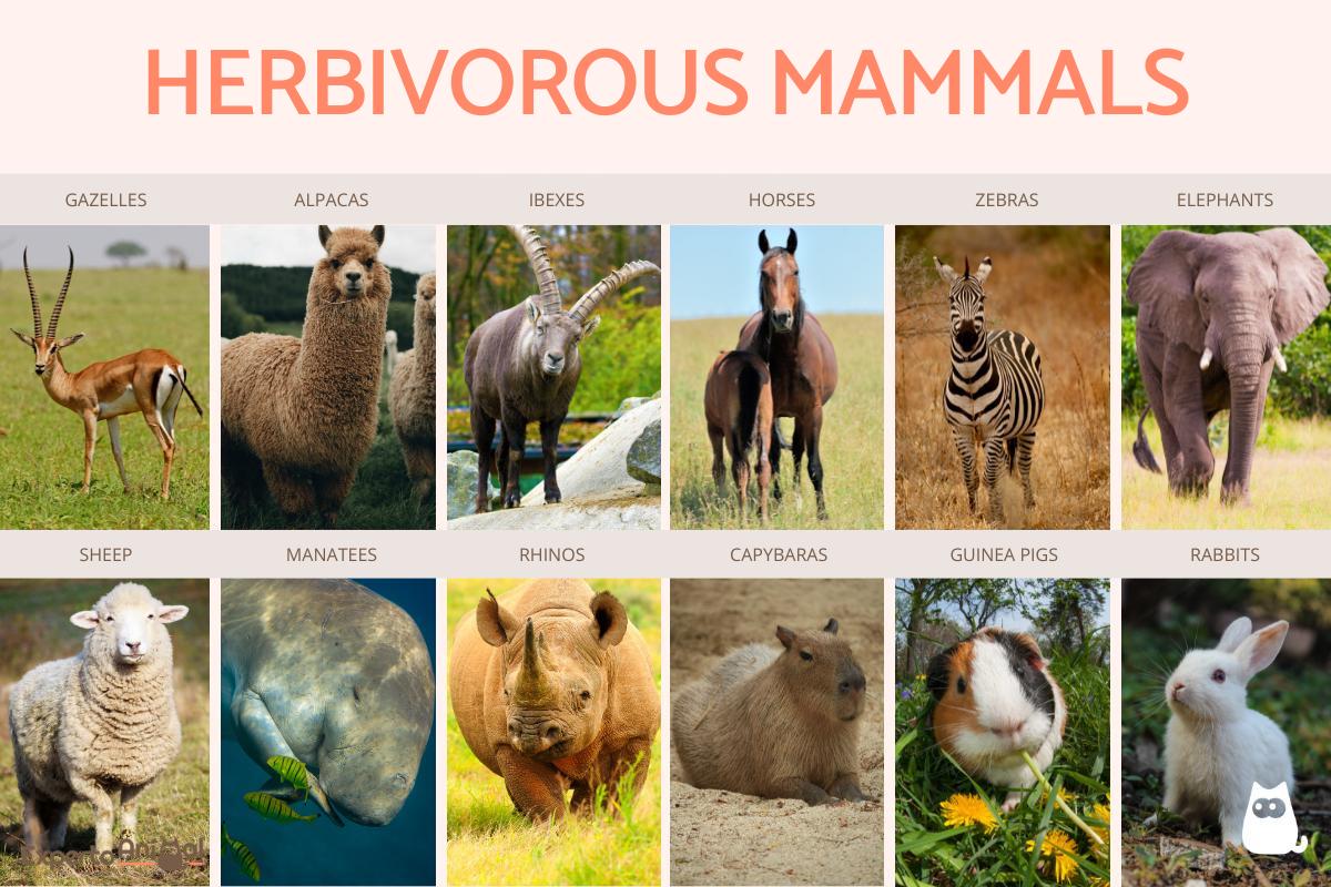 Herbivorous Mammals - Definition and Types With Examples