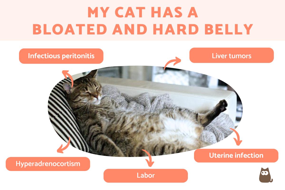 My Cat's Stomach Is Bloated and Hard - Cat Hard Belly Causes