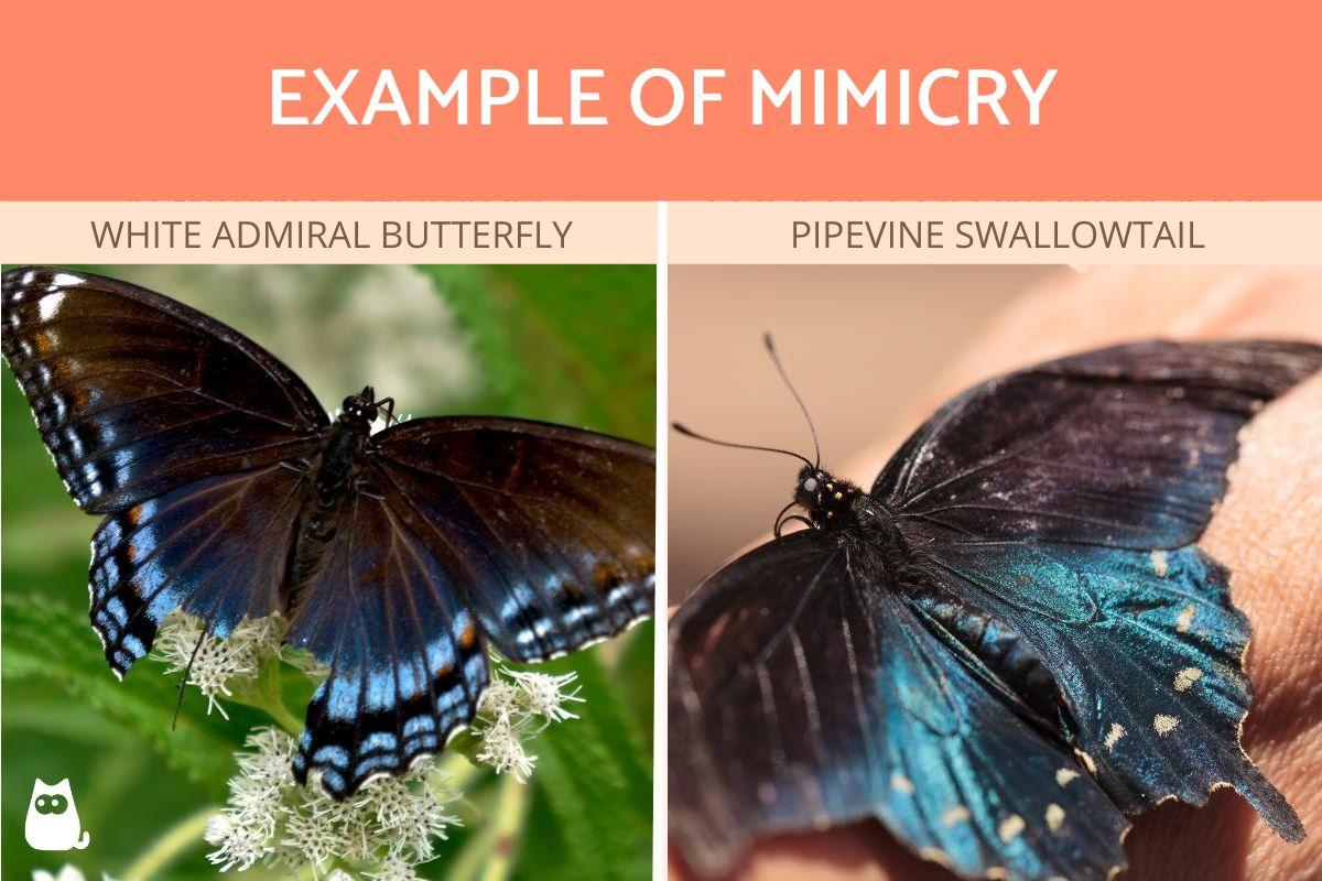 Mimicry vs. Camouflage - Definition, Characteristics, Examples